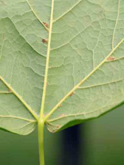 World Plants