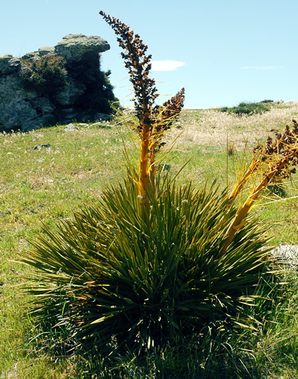 World Plants