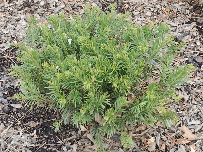 World Plants