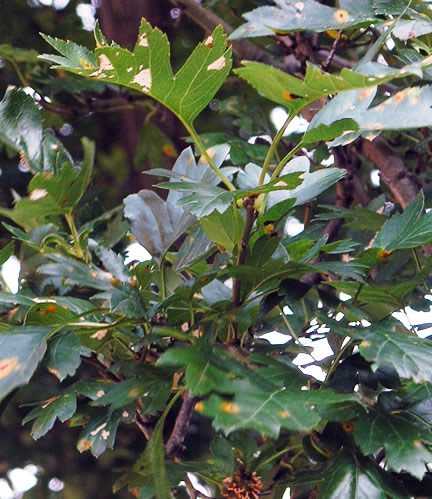 World Plants