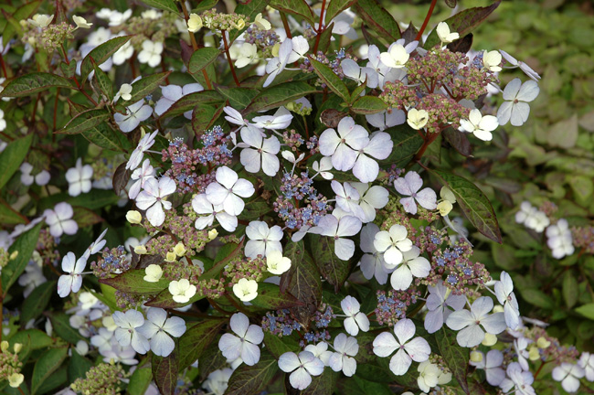 World Plants