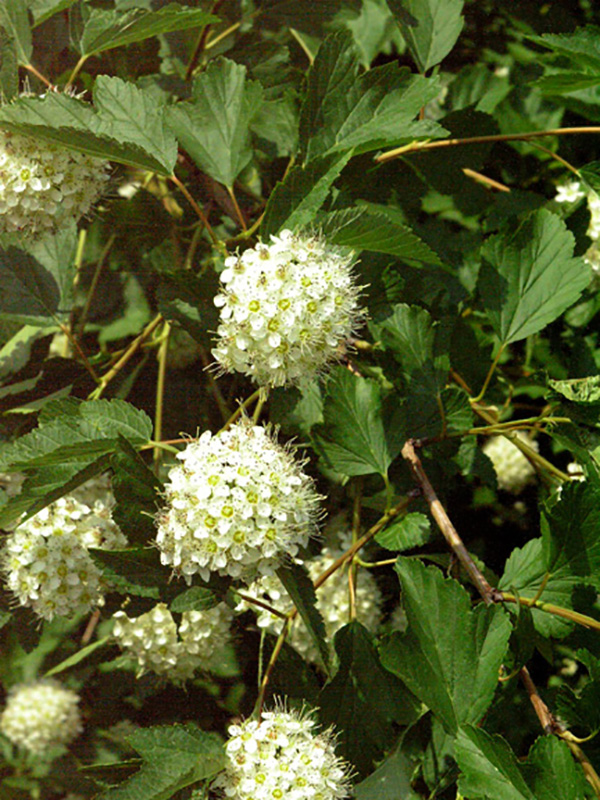World Plants