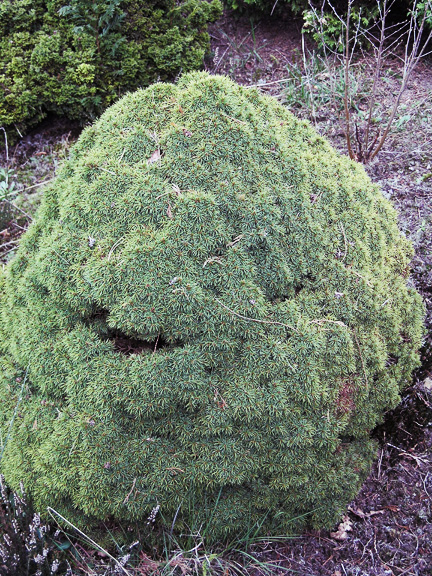World Plants