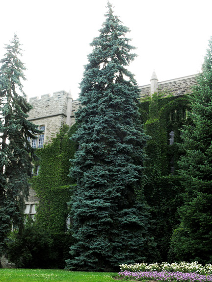 World Plants