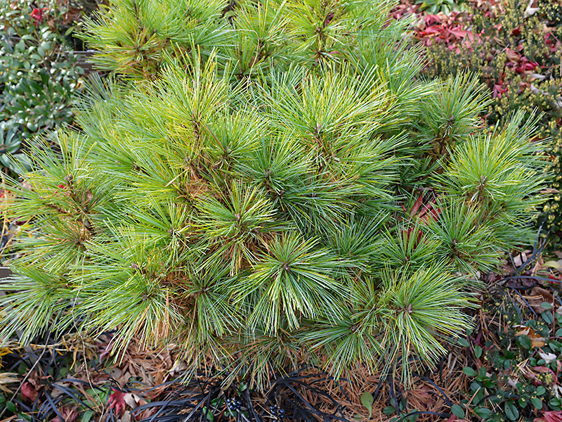 World Plants