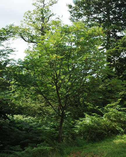 World Plants
