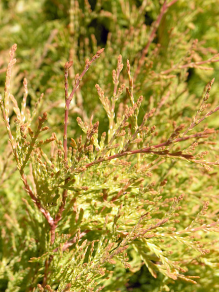 World Plants