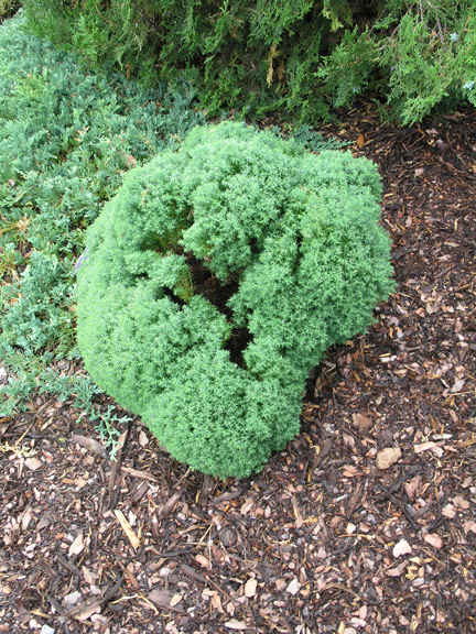 World Plants