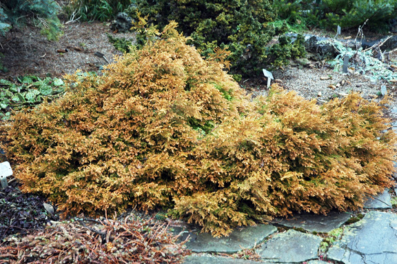 World Plants