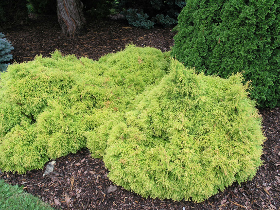 World Plants