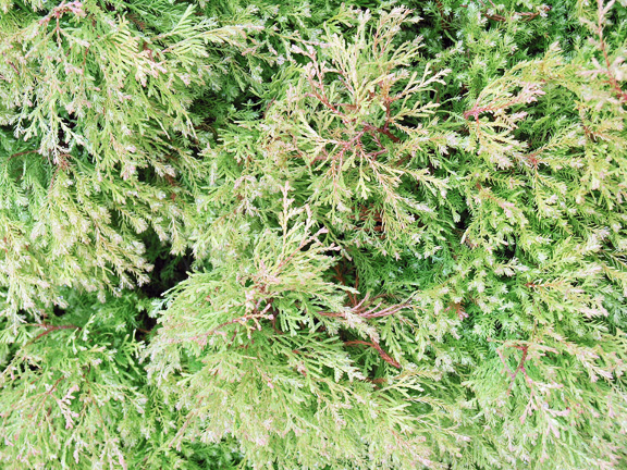 World Plants