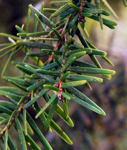 World Plants