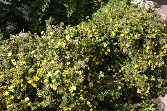 World Plants
