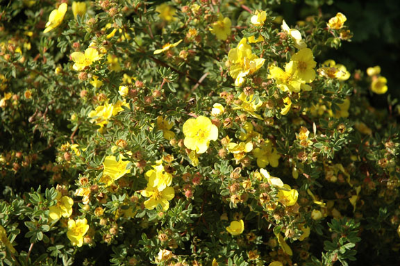 World Plants